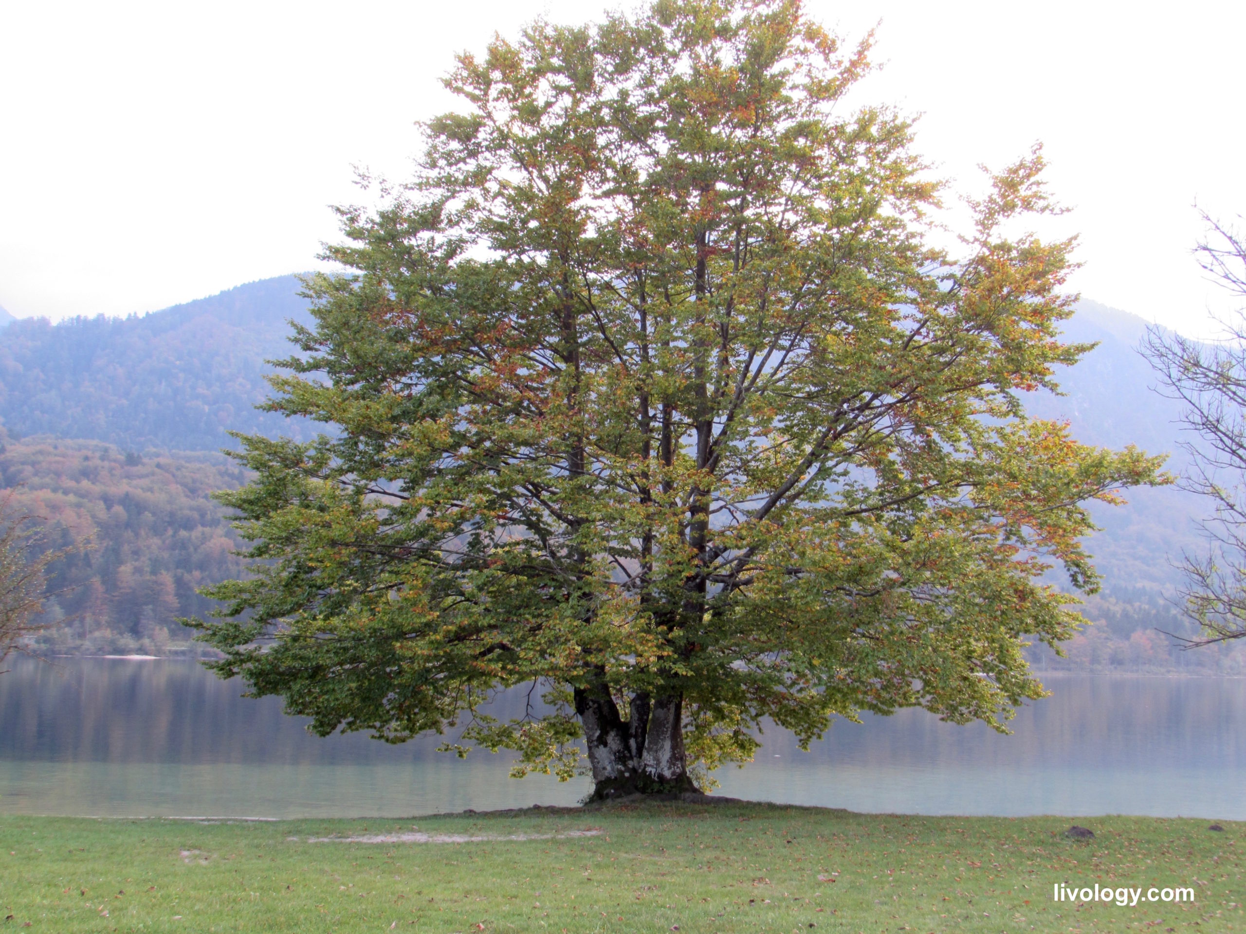 Are you Ready to Livit? Appreciating Yourself - Livology